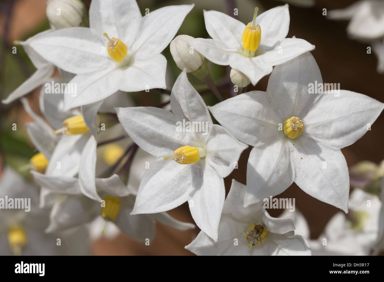 Potato tree hi-res stock photography and images - Alamy