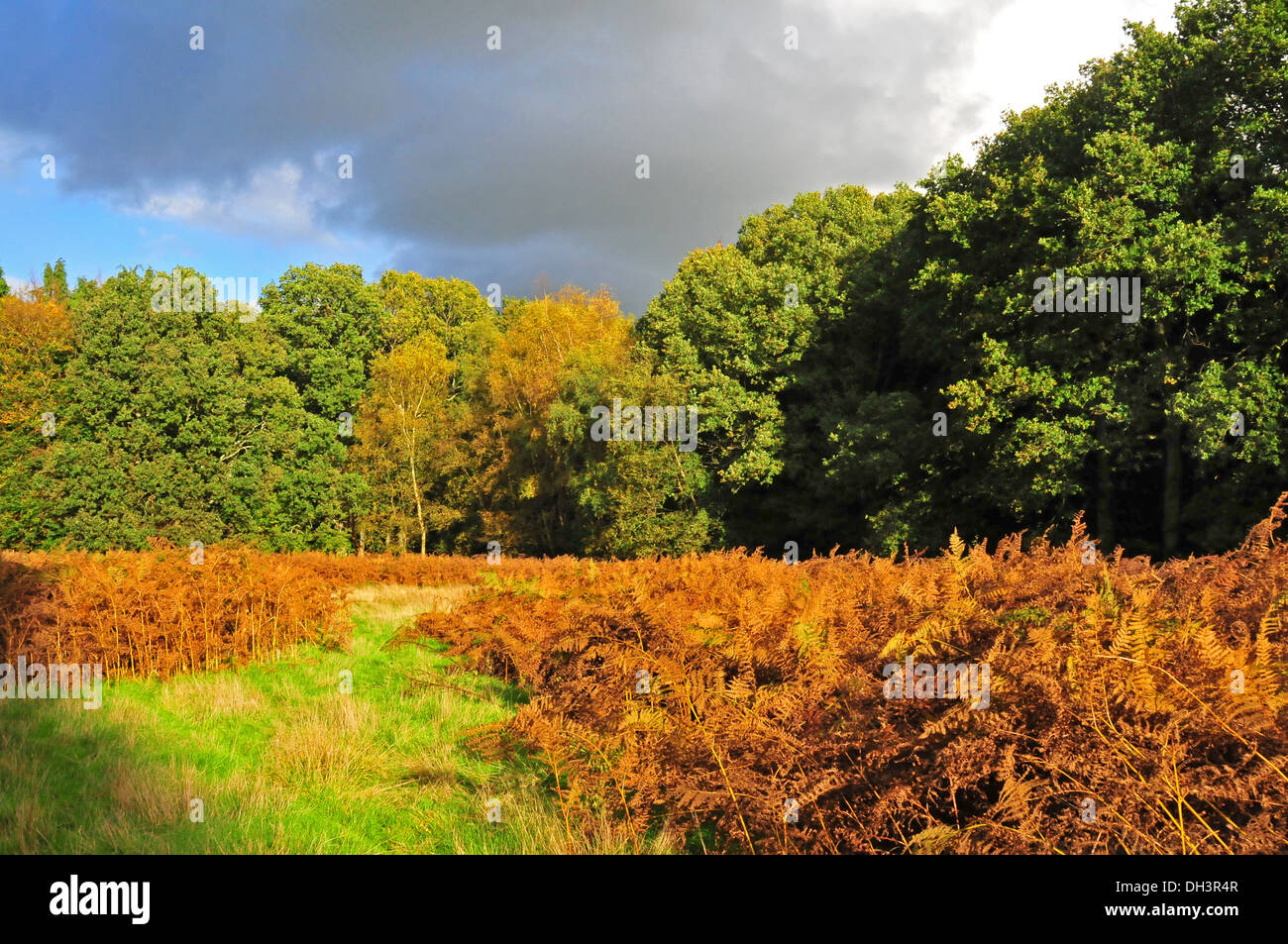 Coldwaltham england hi-res stock photography and images - Alamy