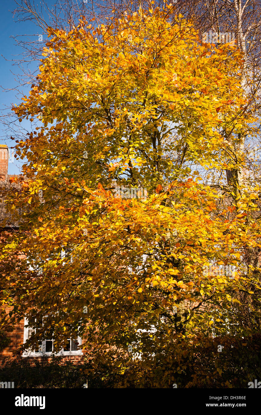 Beech tree and leaves in Autumn UK Stock Photo - Alamy