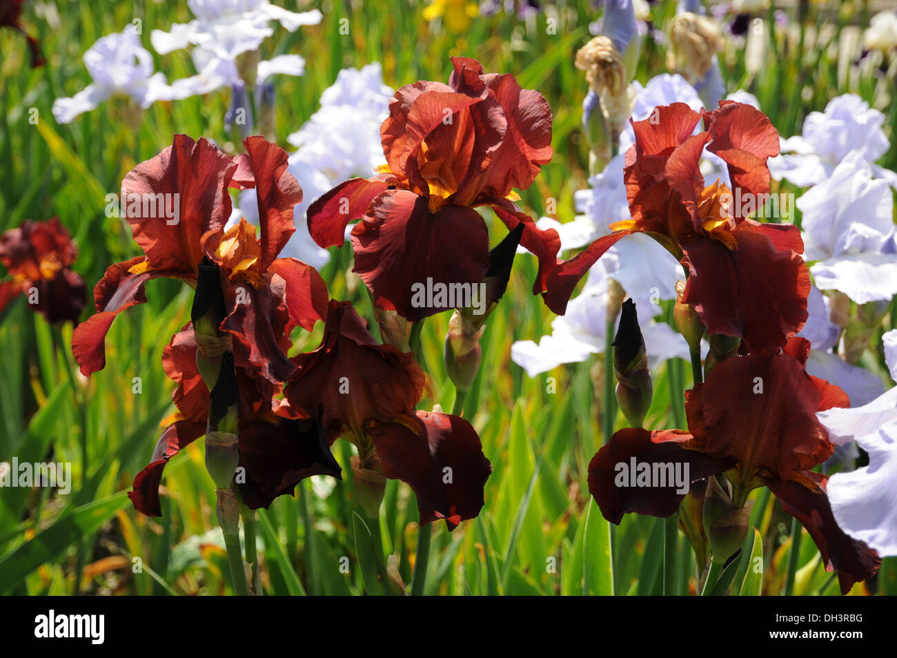 Fire iris flowers hi-res stock photography and images - Alamy