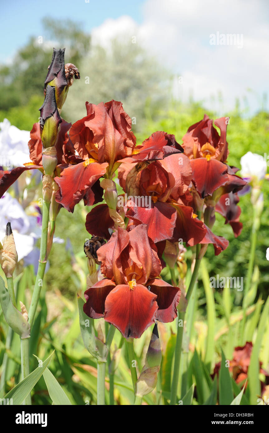 Fire iris flowers hi-res stock photography and images - Alamy