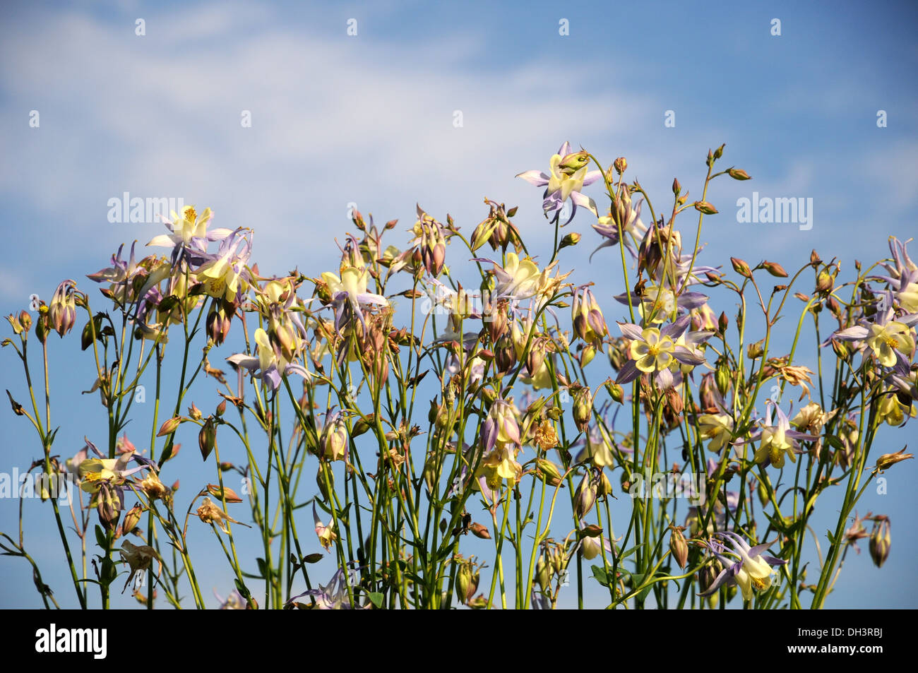 Columbines hi-res stock photography and images - Alamy