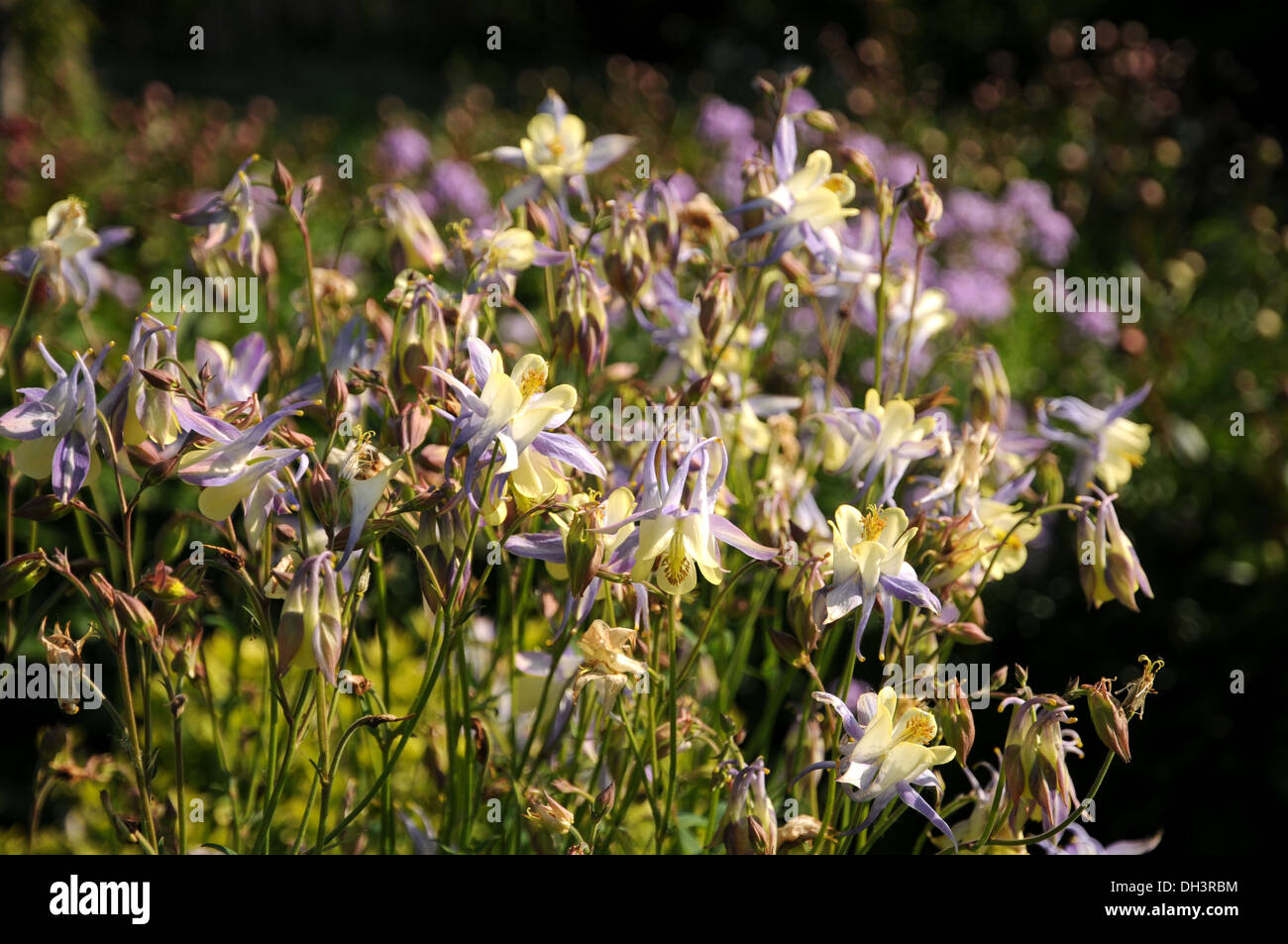 Columbines hi-res stock photography and images - Alamy