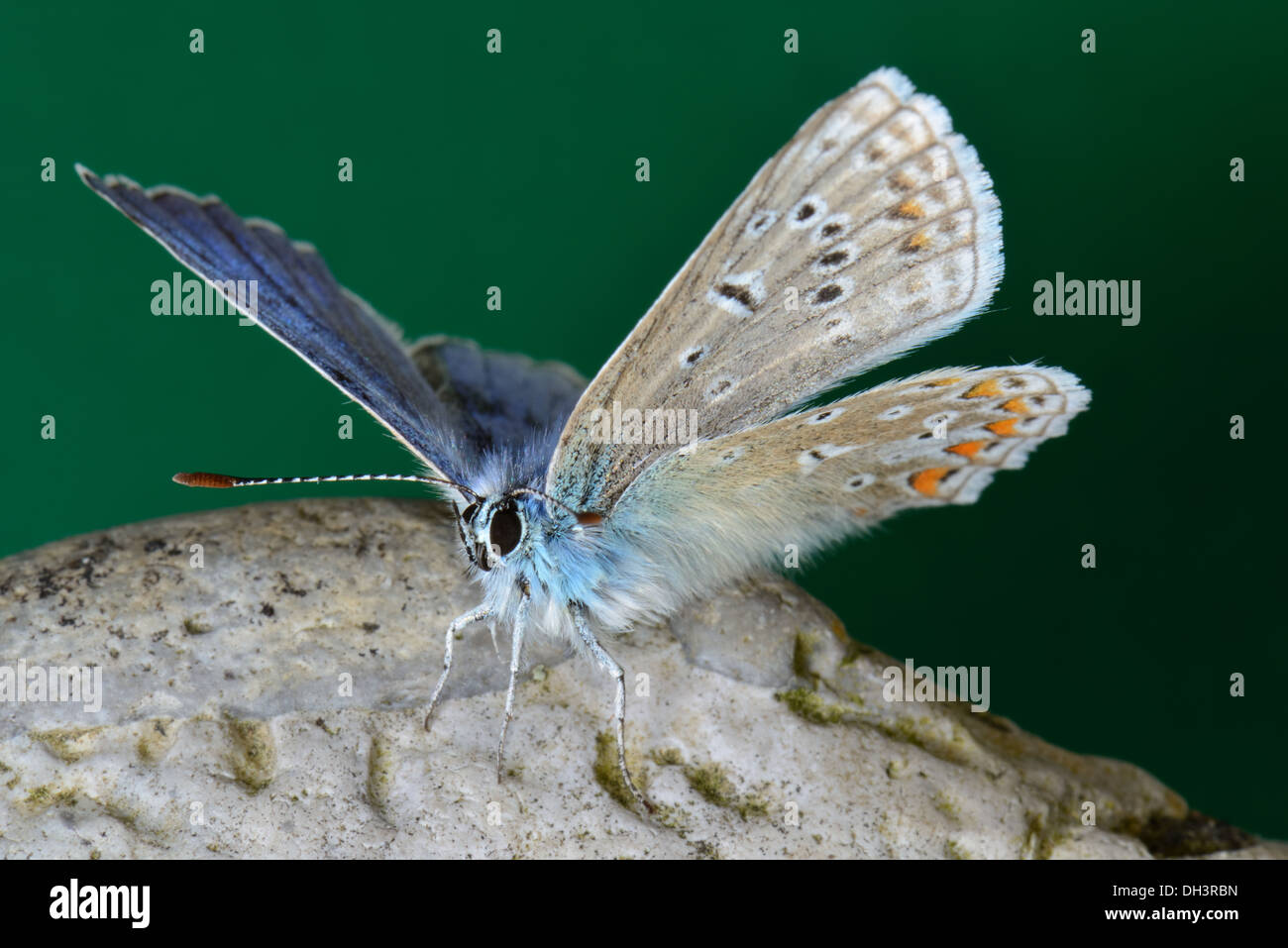 Common blue butterfly,Polyommatus icarus close up.On stone against ...