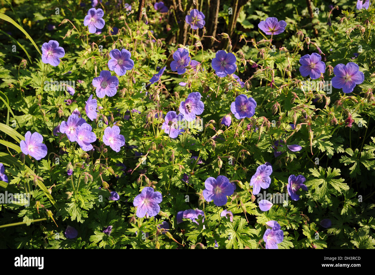 Himalayan Cranesbill Gravetye High Resolution Stock Photography and ...