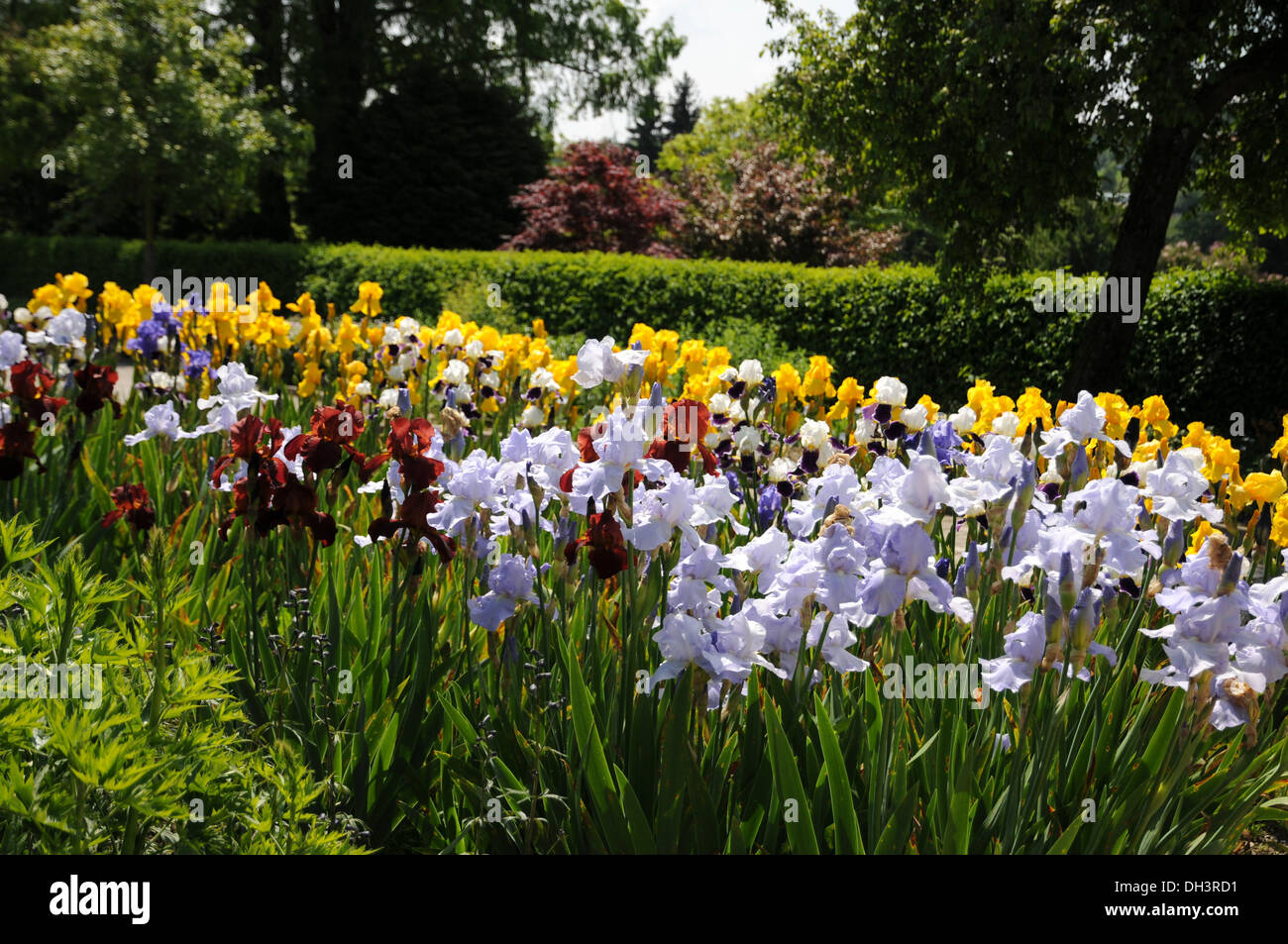 German irises hi-res stock photography and images - Alamy