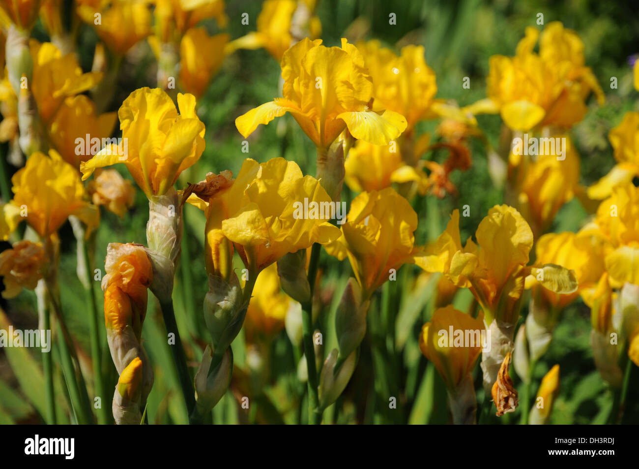German irises hi-res stock photography and images - Alamy