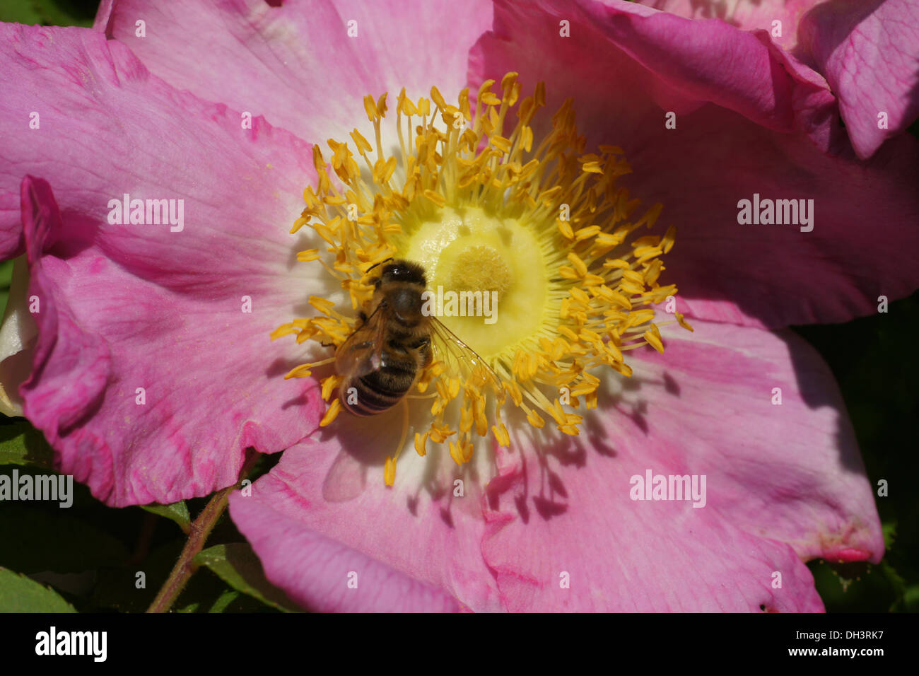 Rosa roxburghii hi-res stock photography and images - Alamy