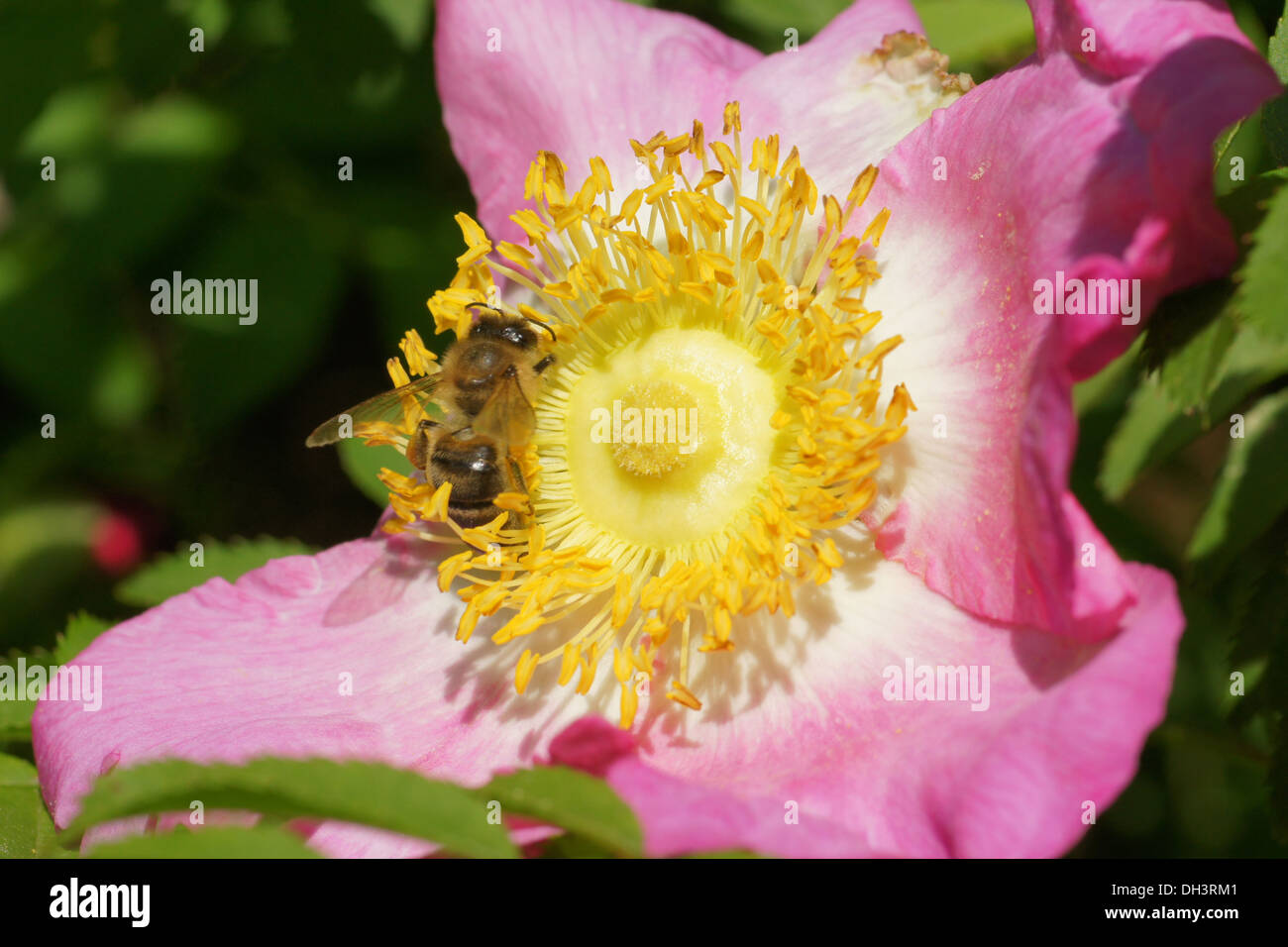Chestnut Rose High Resolution Stock Photography and Images - Alamy