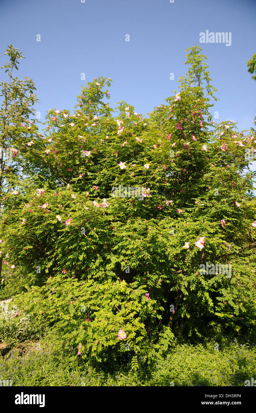 Chestnut rose rosa roxburghii hi-res stock photography and images - Alamy