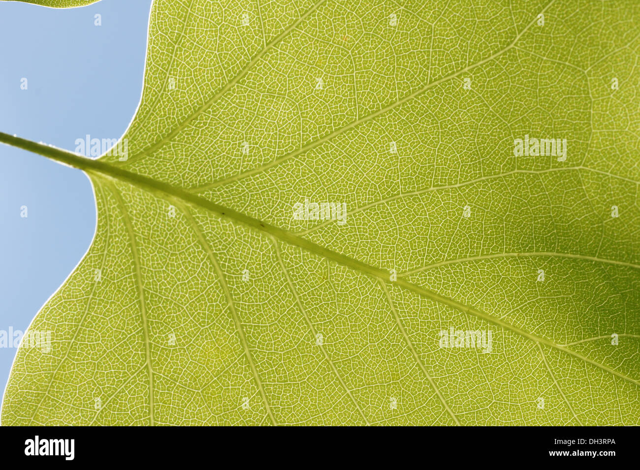 Tulip tree leaf hi-res stock photography and images - Alamy