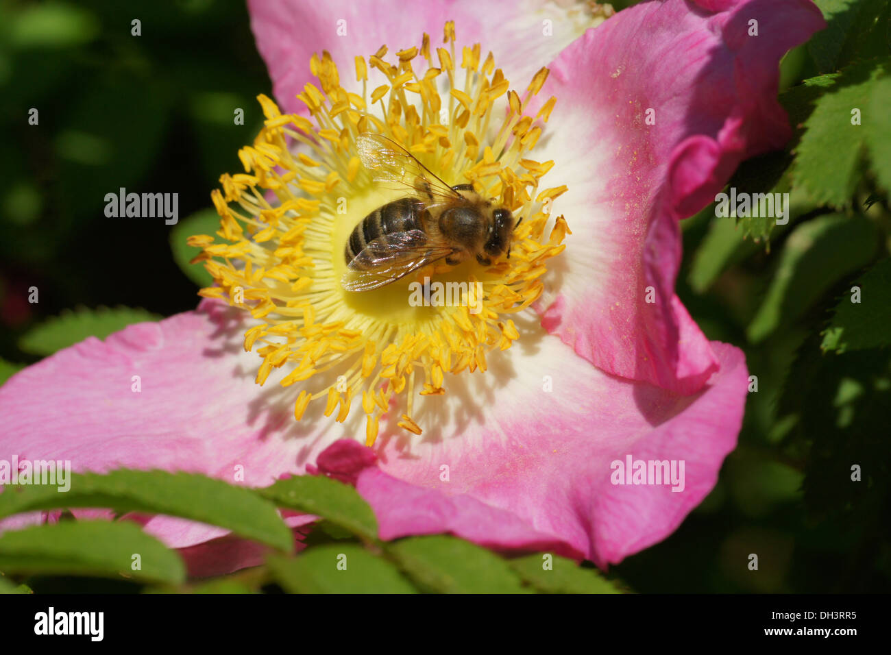 Igel Garten High Resolution Stock Photography and Images - Alamy