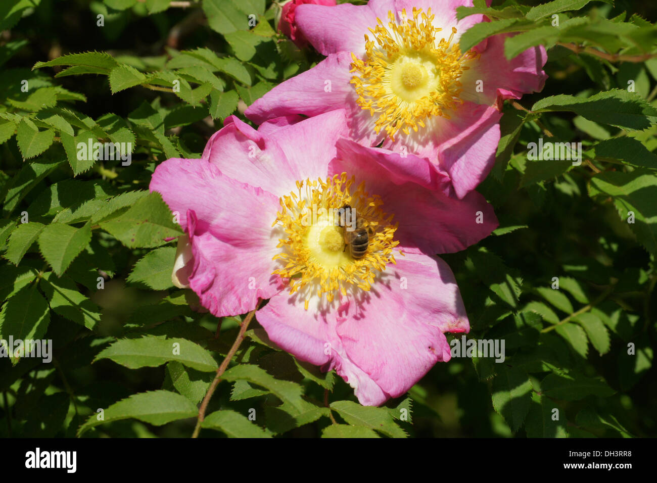 Chestnut rose hi-res stock photography and images - Alamy