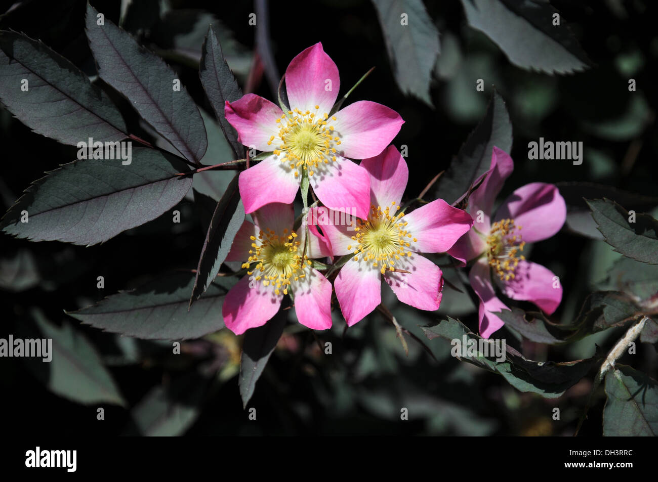 Purple leaved plants hi-res stock photography and images - Alamy