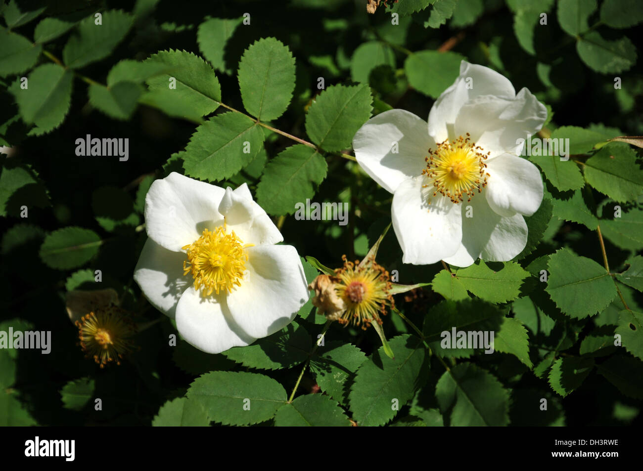 Felsenrose hi-res stock photography and images - Alamy