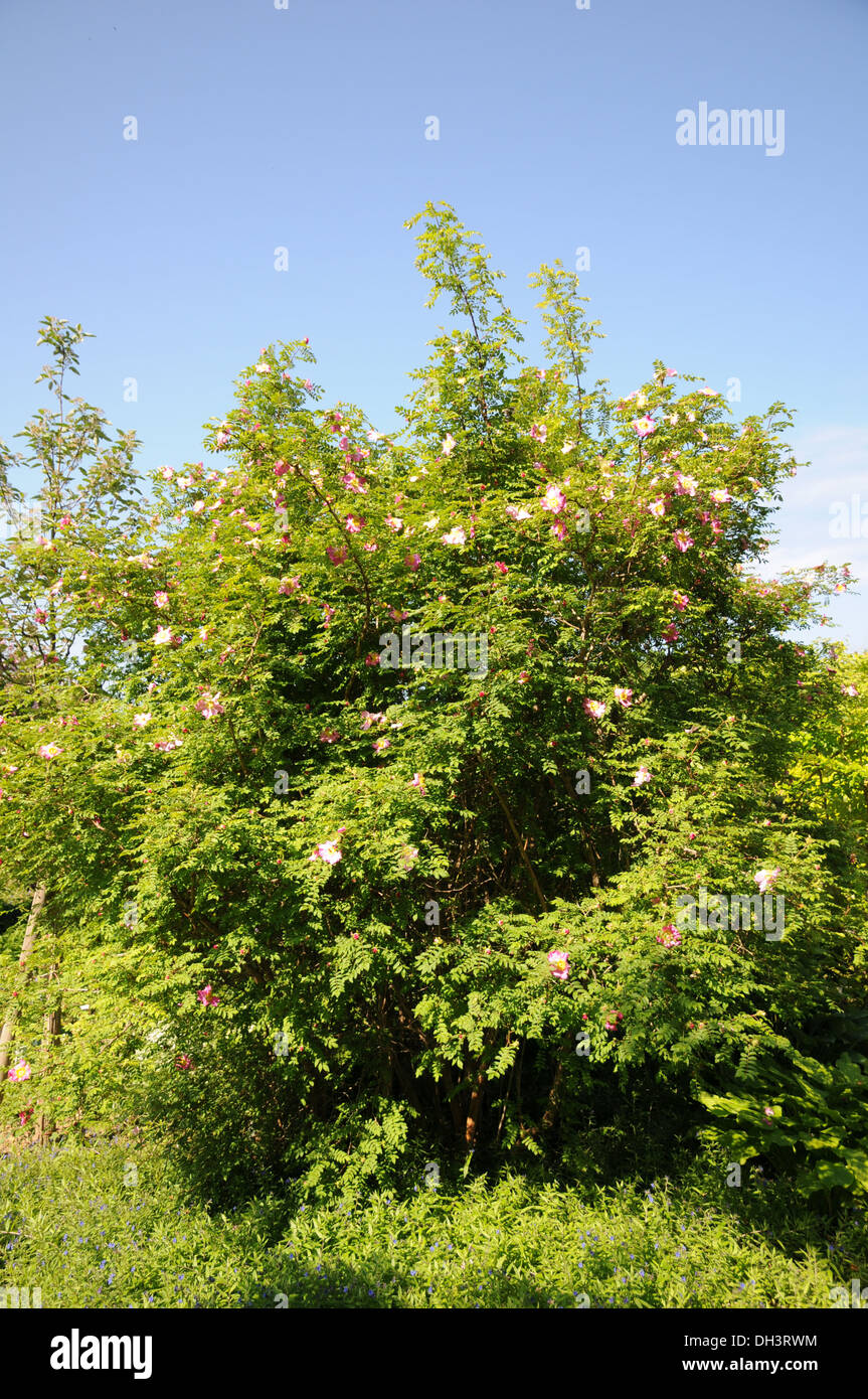 Chestnut rose hi-res stock photography and images - Alamy