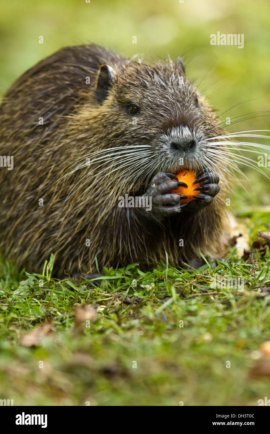 Nutria Myocastor Coypus High Resolution Stock Photography and Images ...