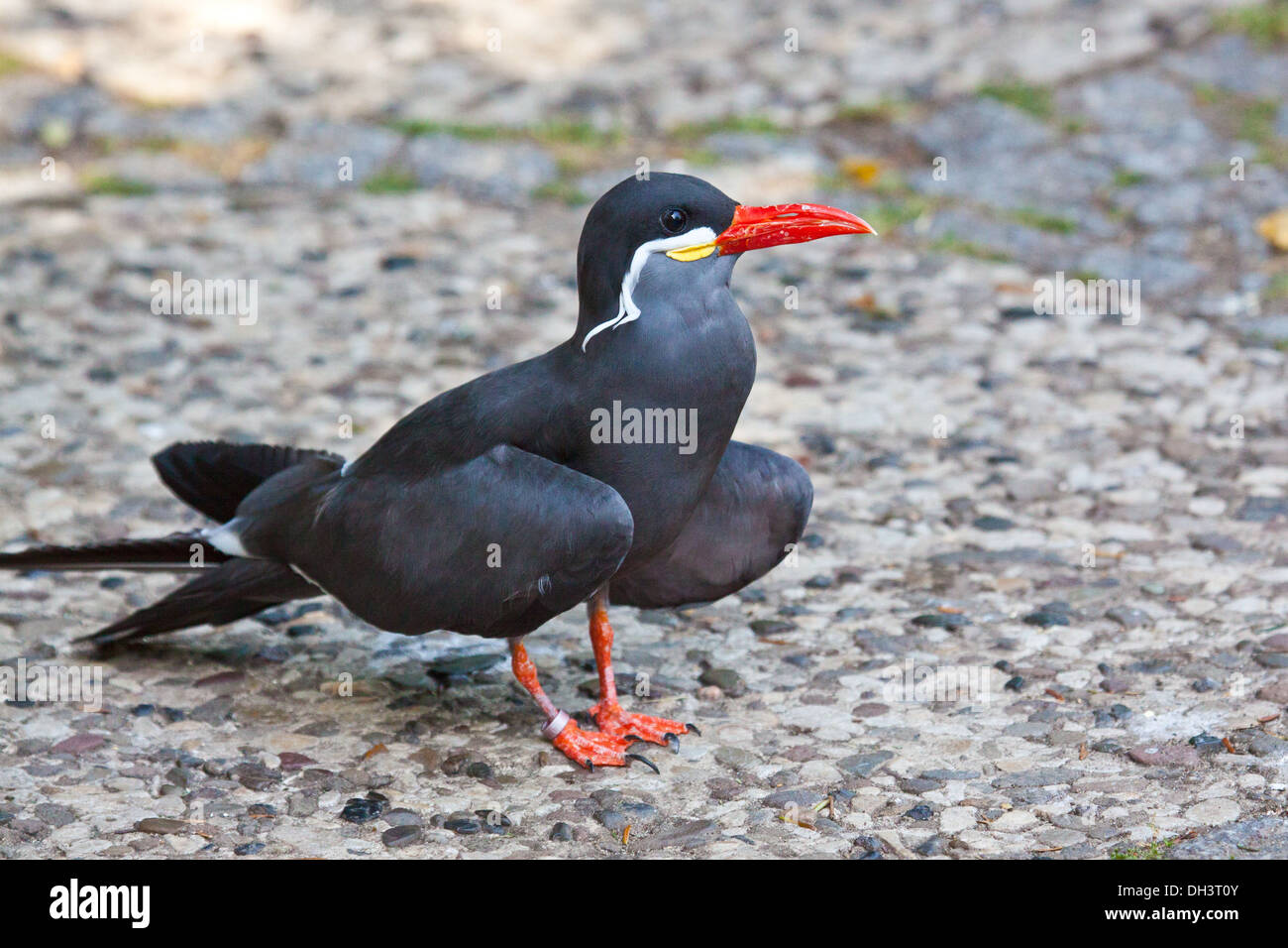 Inca Tern (Larosterna inca Stock Photo - Alamy
