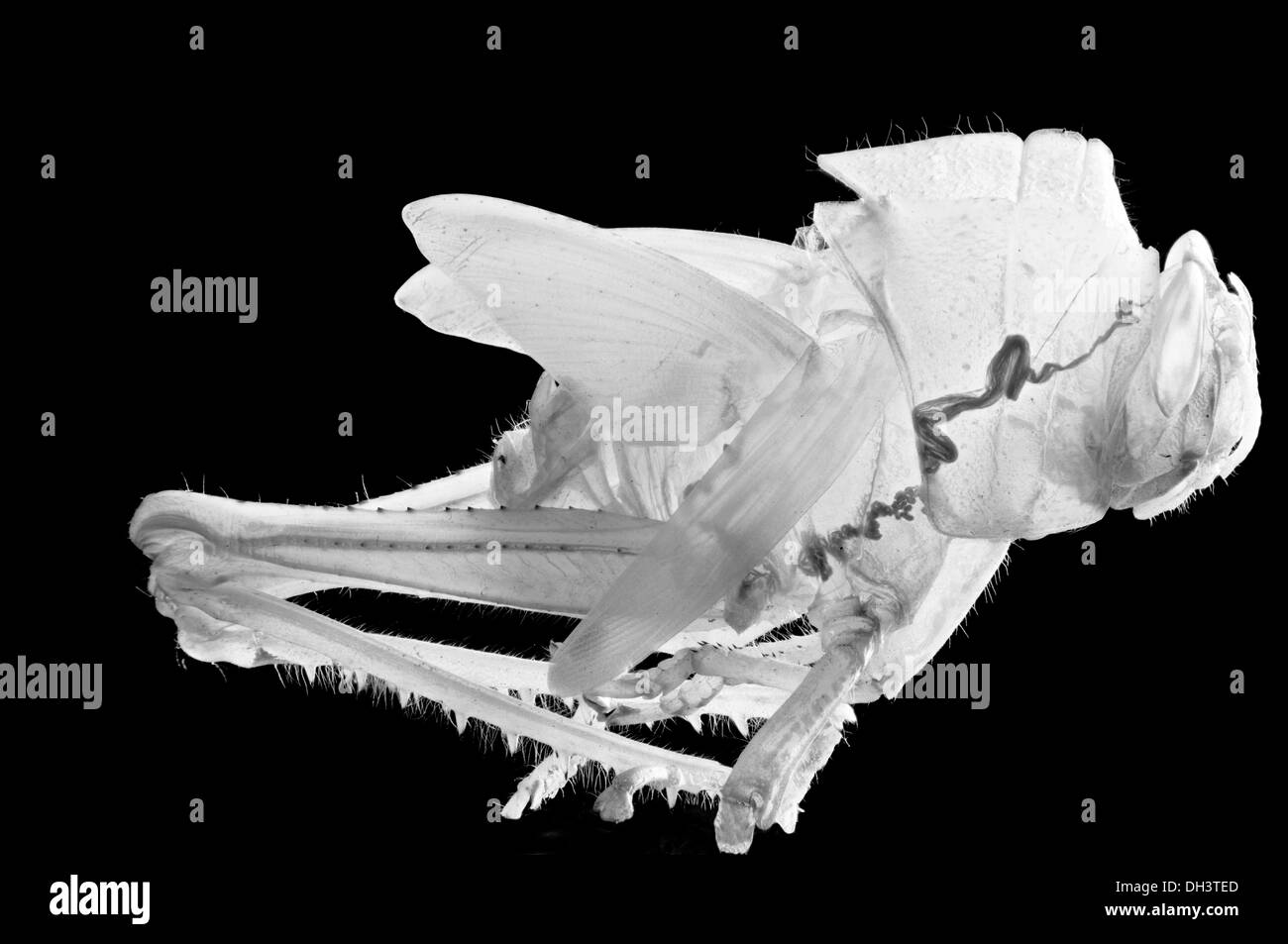 Grasshopper exoskeleton Black and White Stock Photos & Images - Alamy