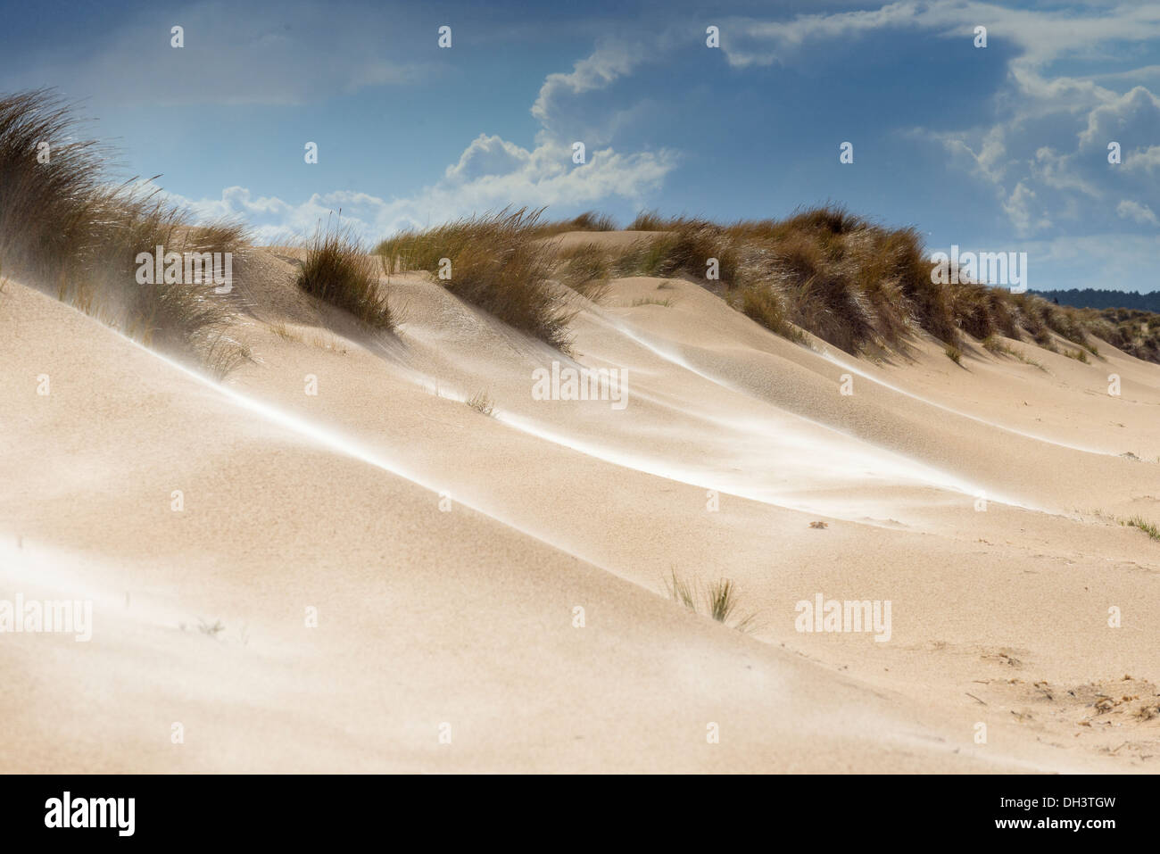 Marram grass sand sea sky weather wind hi-res stock photography and ...
