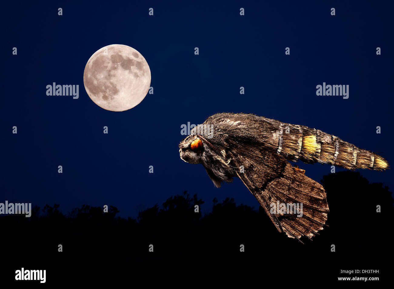 Hummingbird Hawkmoth, Macroglossum stellatarum, in early evening flying ...