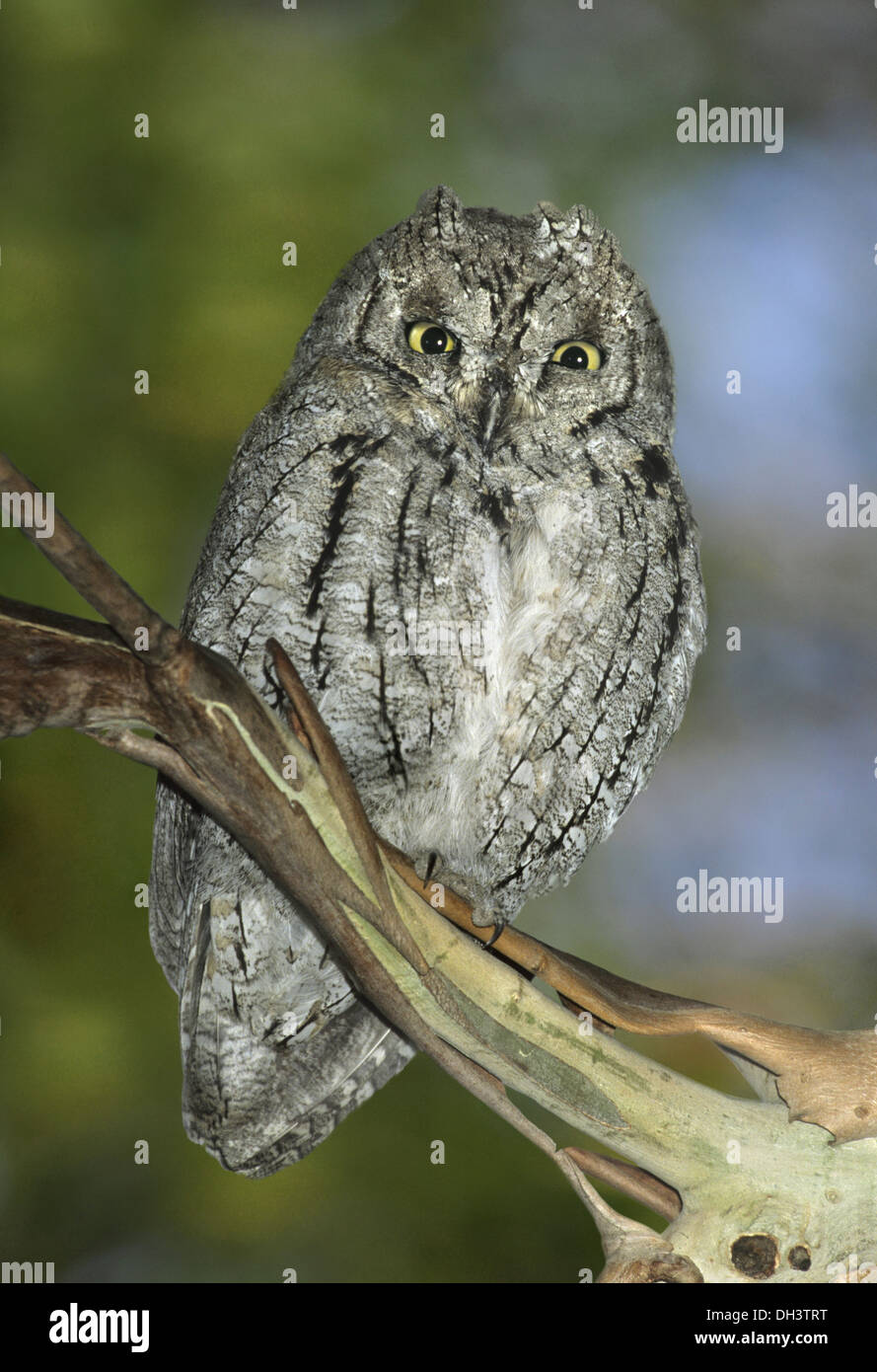 Scops Owl - Otus scops Stock Photo - Alamy
