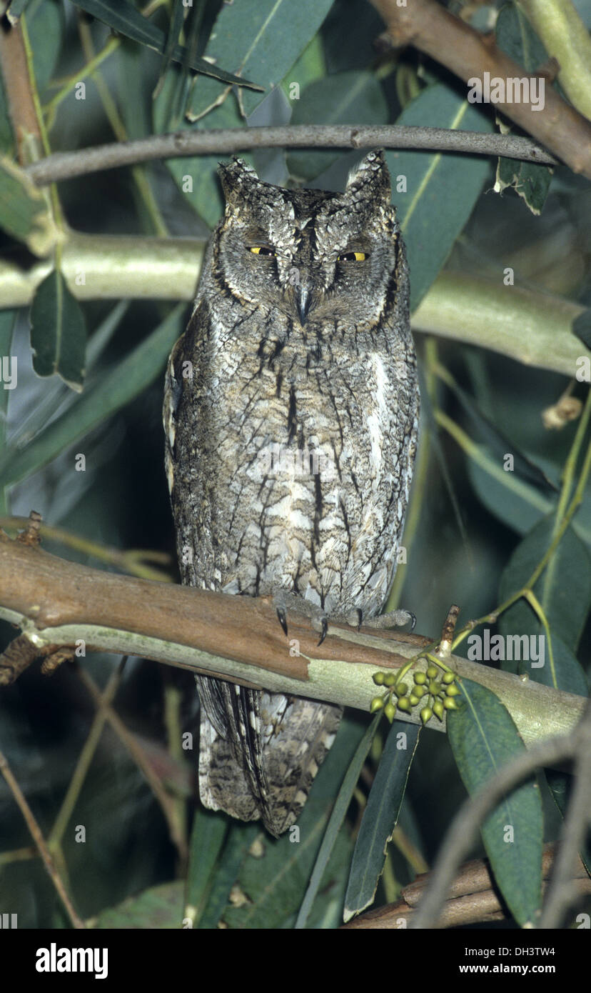 Scops Owl - Otus scops Stock Photo - Alamy