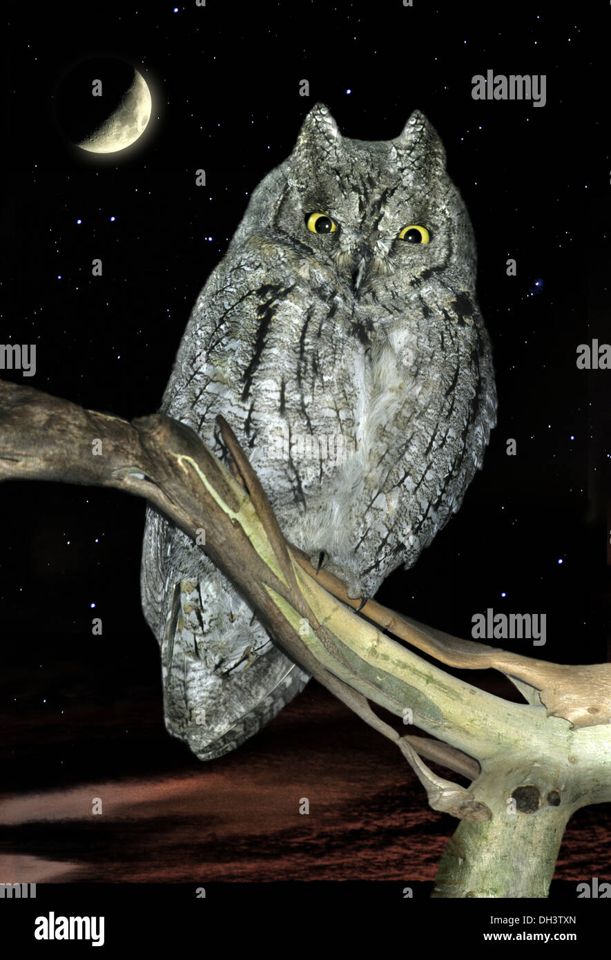 Scops Owl - Otus scops Stock Photo - Alamy
