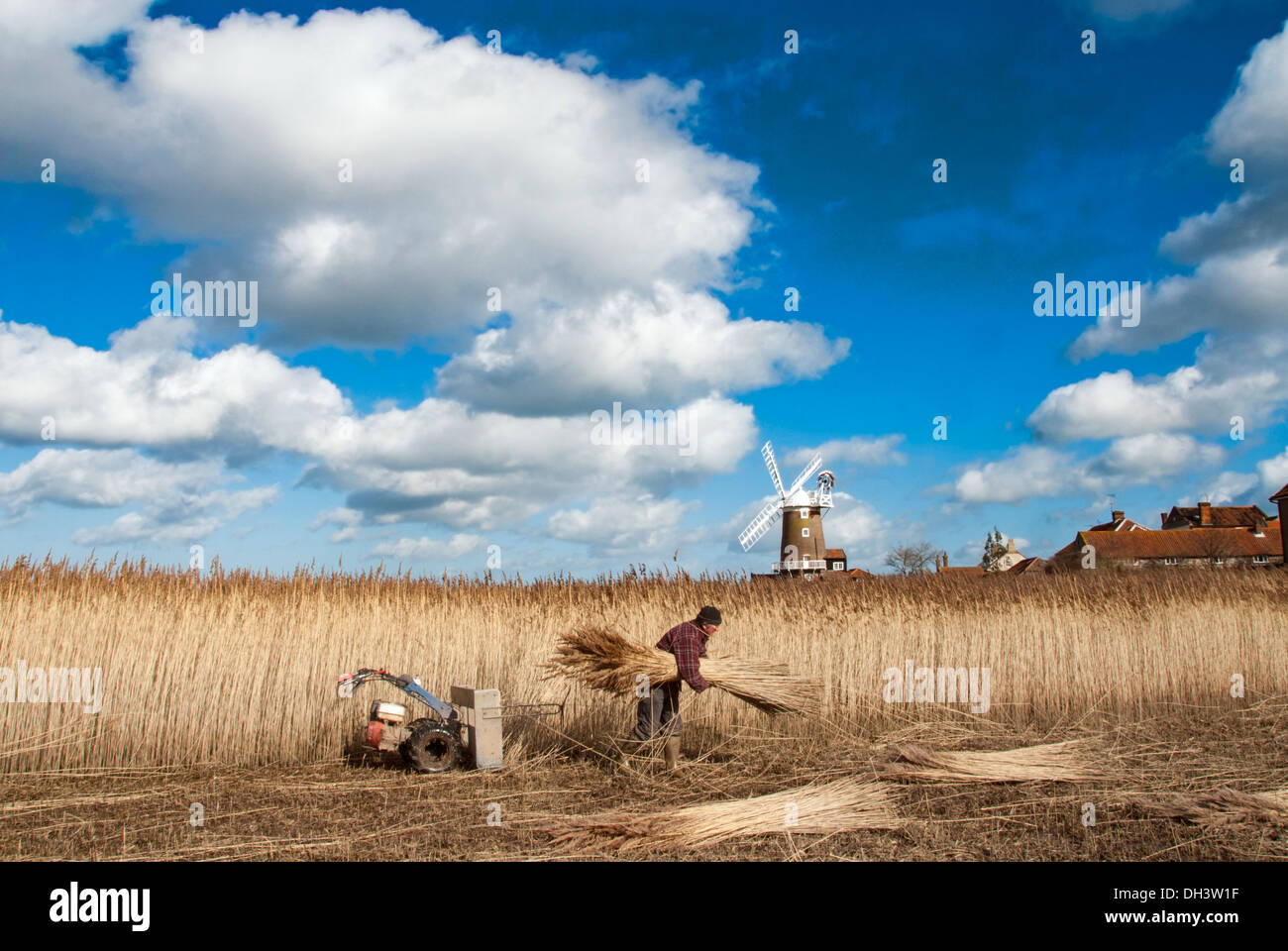 Reedcutting at Cley Stock Photo - Alamy
