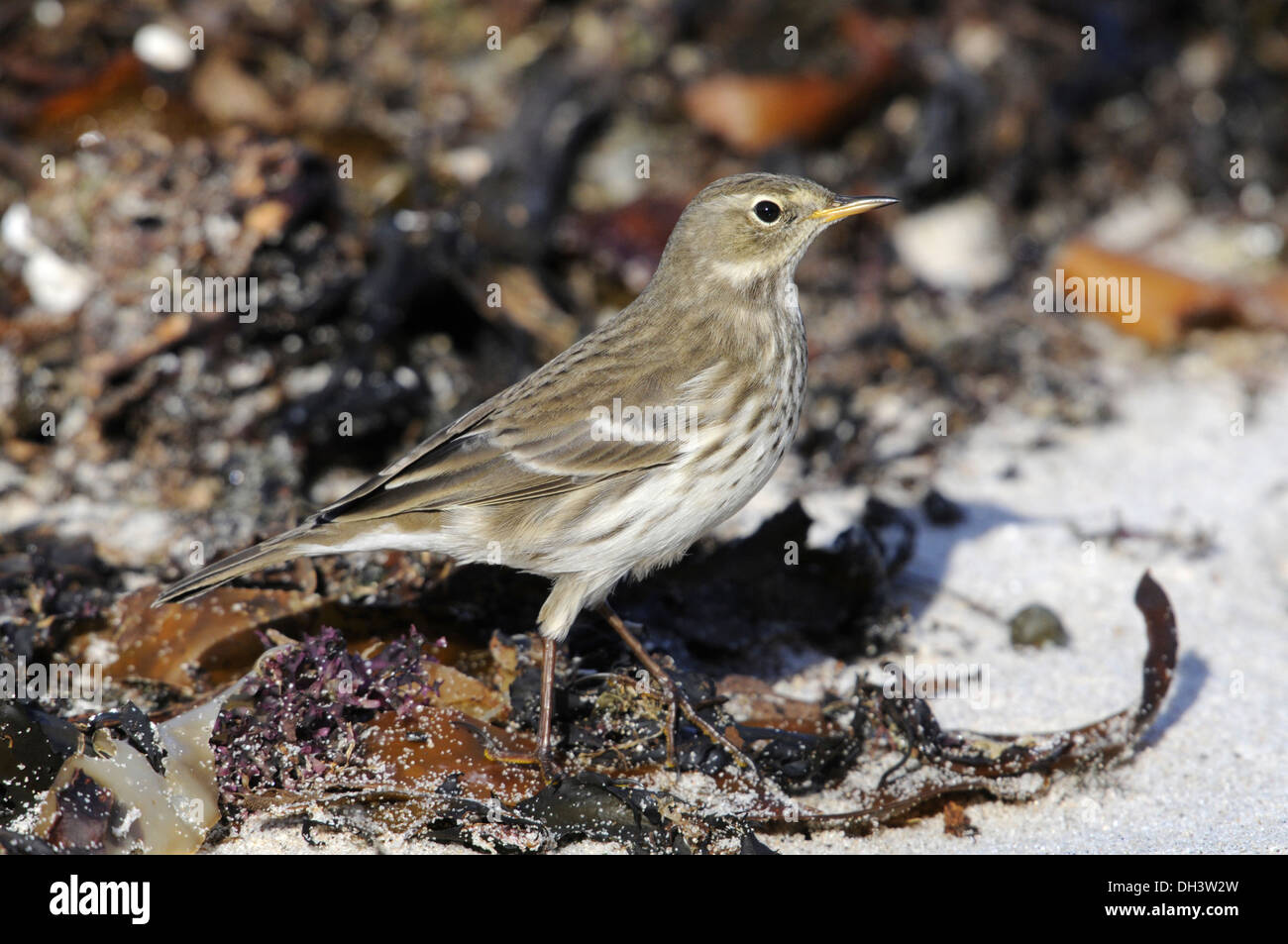 Water Pipit Anthus spinoletta Stock Photo - Alamy