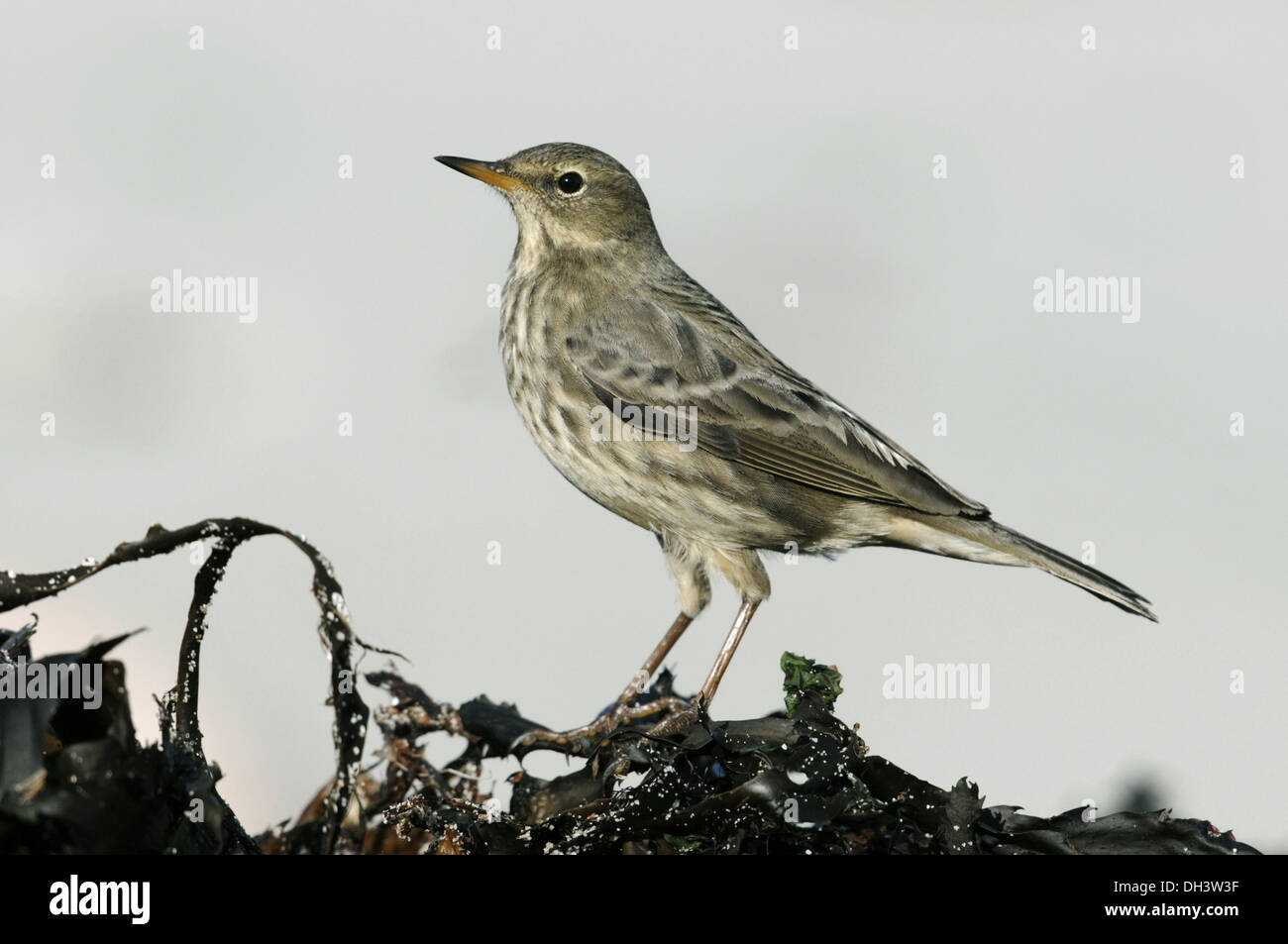 Rock pipit hi-res stock photography and images - Alamy