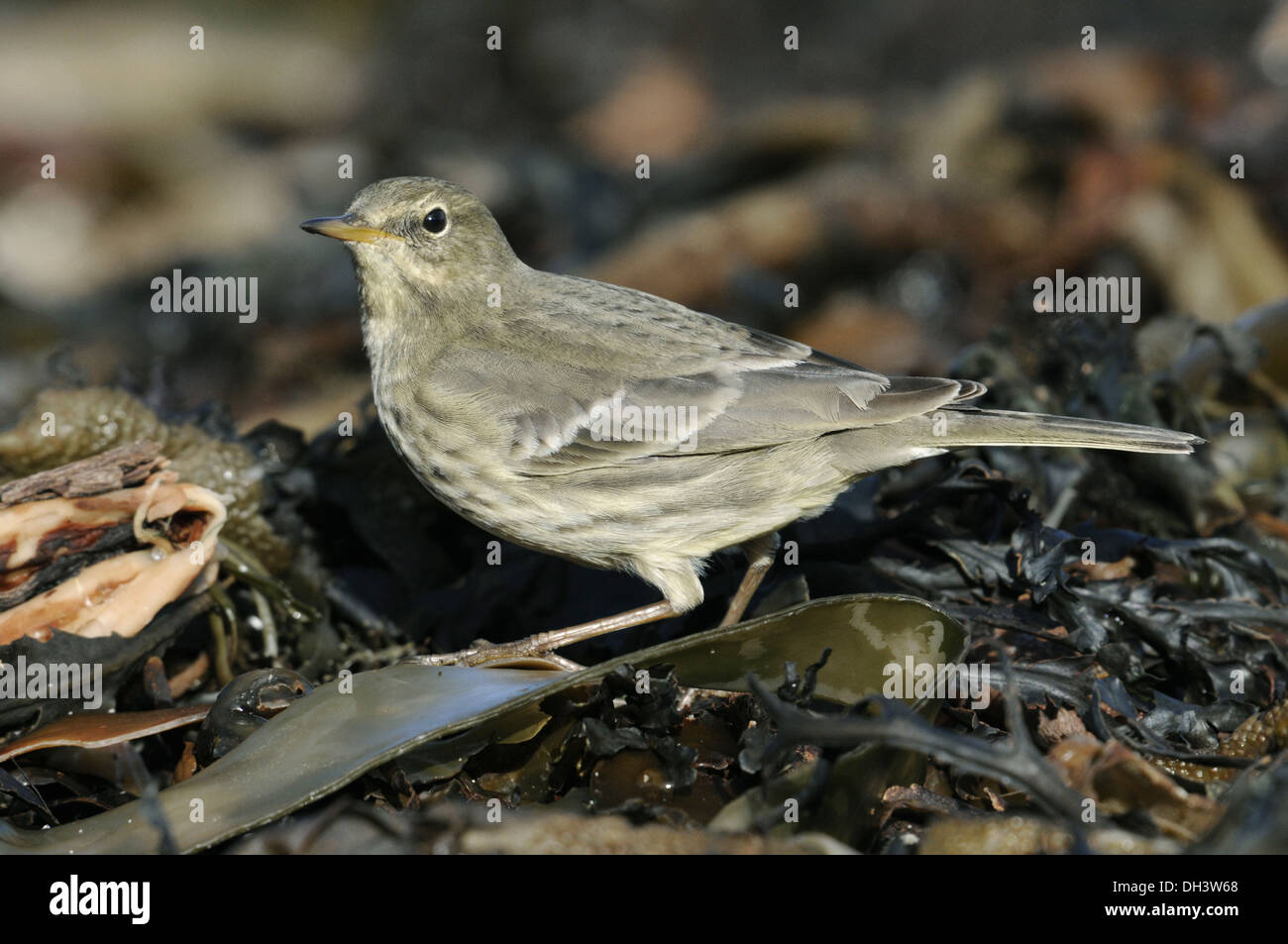 Anthus petrosus hi-res stock photography and images - Alamy