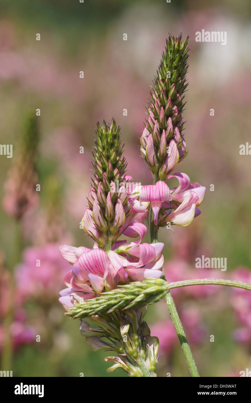 Sainfoin hi-res stock photography and images - Alamy