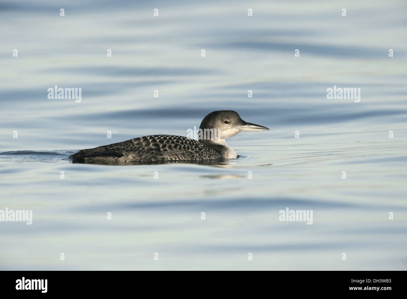 Great Northern Diver Gavia immer Stock Photo - Alamy