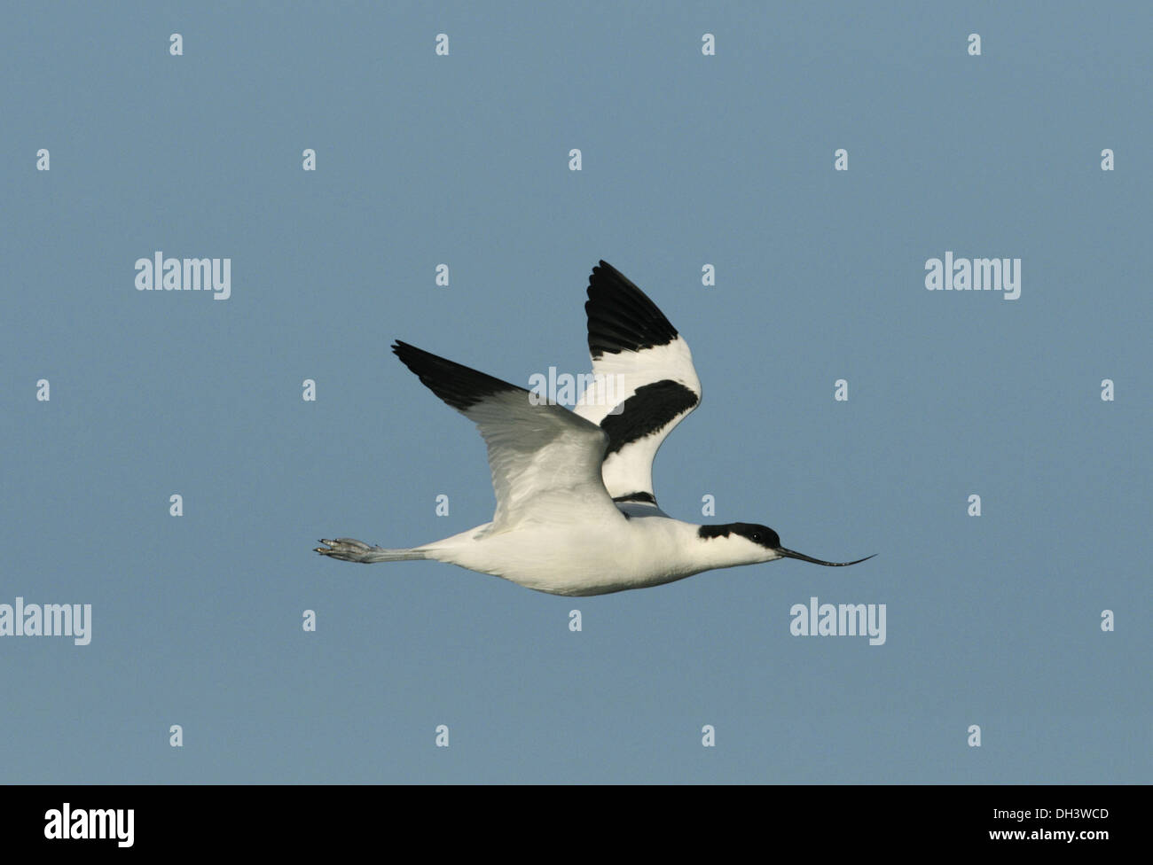 Avocet Recurvirostra avosetta Stock Photo - Alamy
