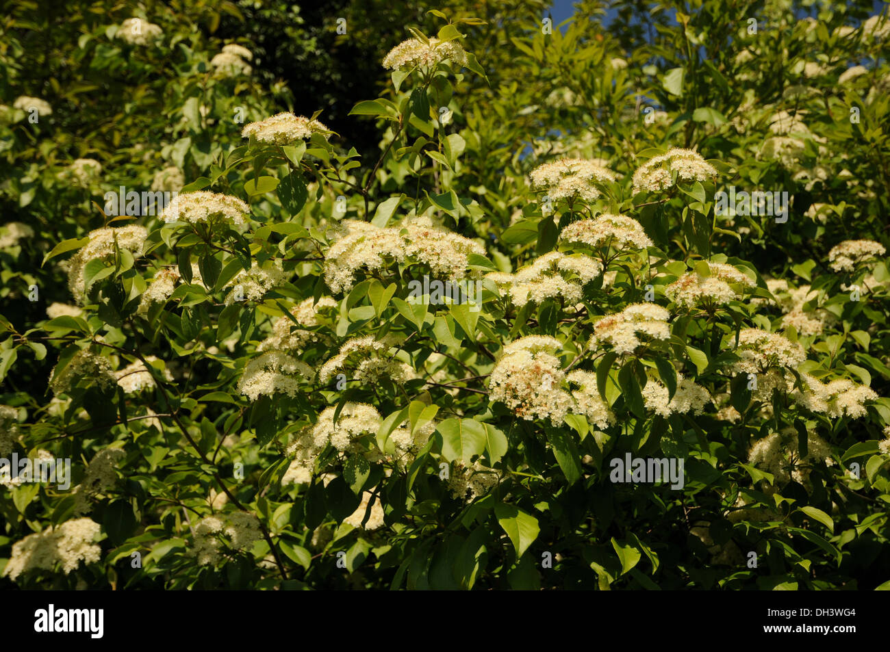 Canadian shrubs hi-res stock photography and images - Alamy