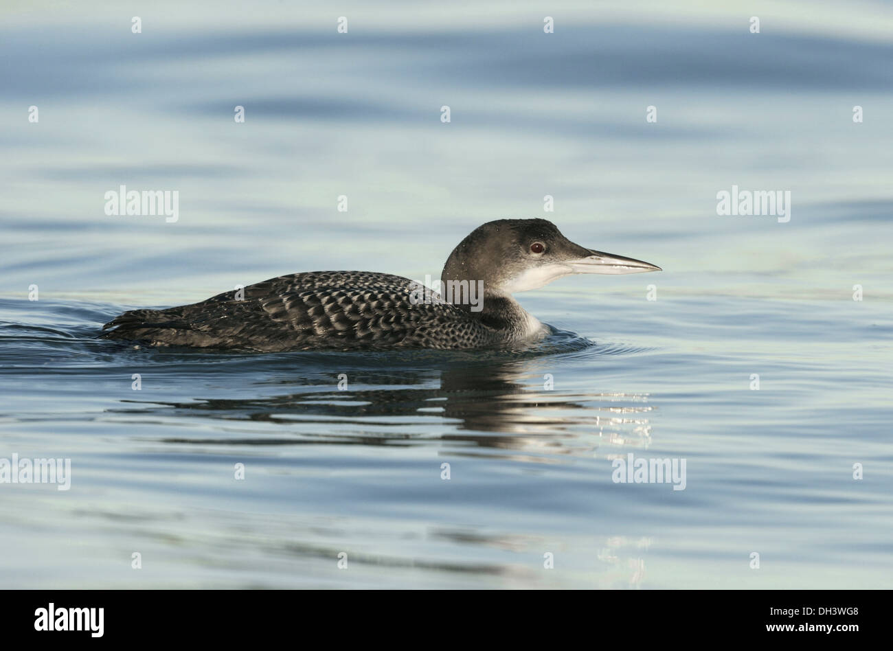 Great Northern Diver Gavia immer Stock Photo - Alamy