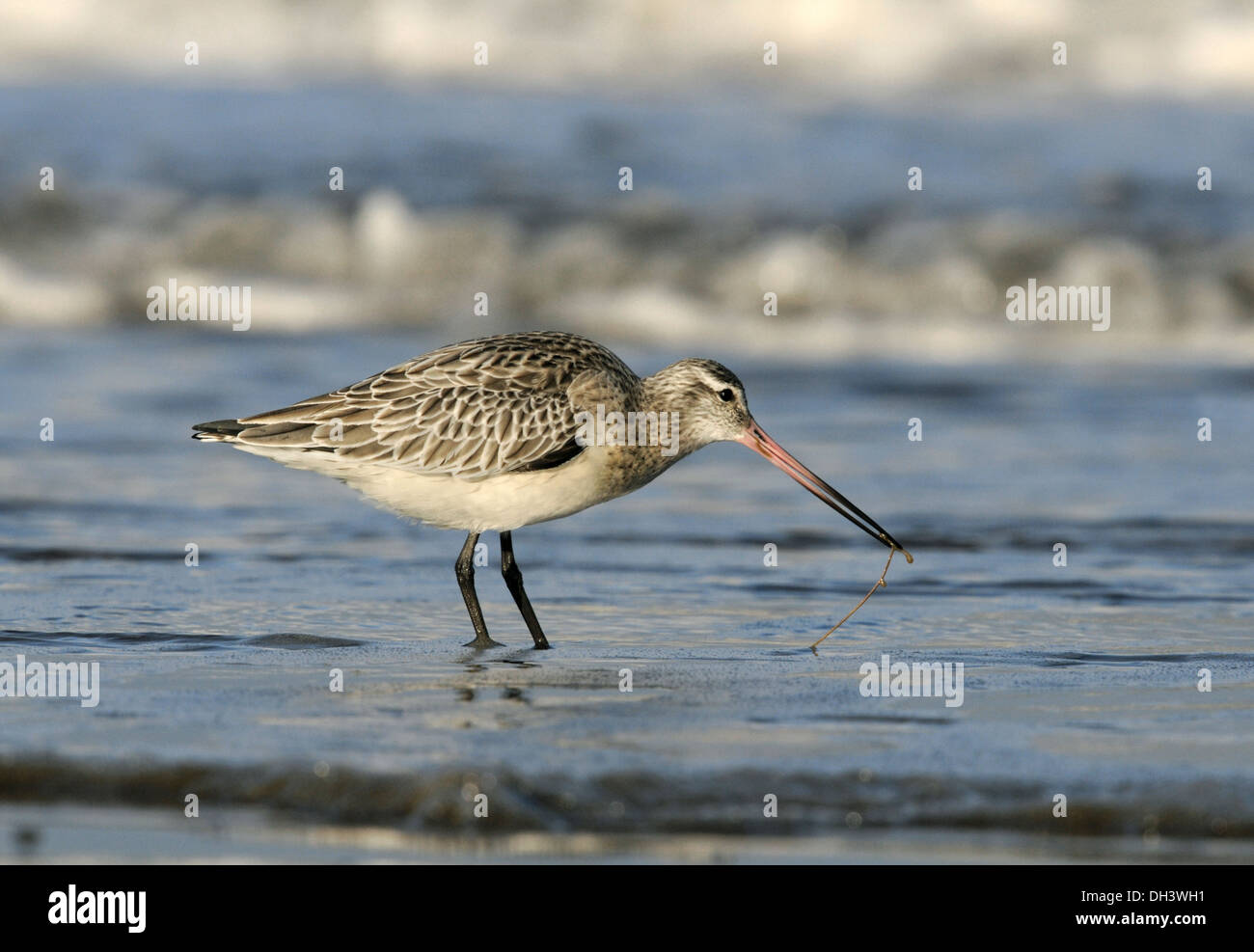 Bar tailed godwit bar tailed godwit godwit wader hi-res stock ...