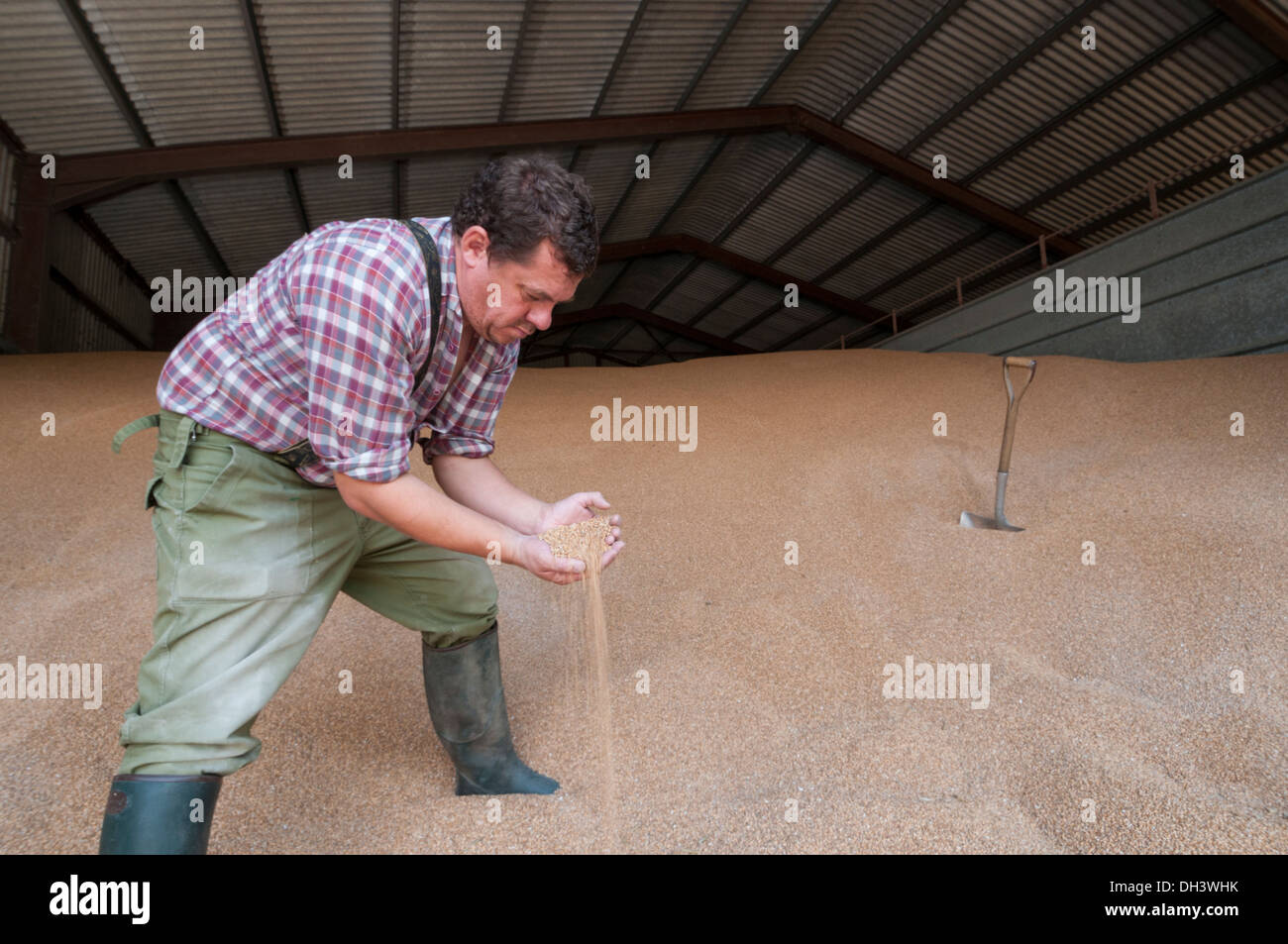 Farmer checking wheat quality Stock Photo - Alamy