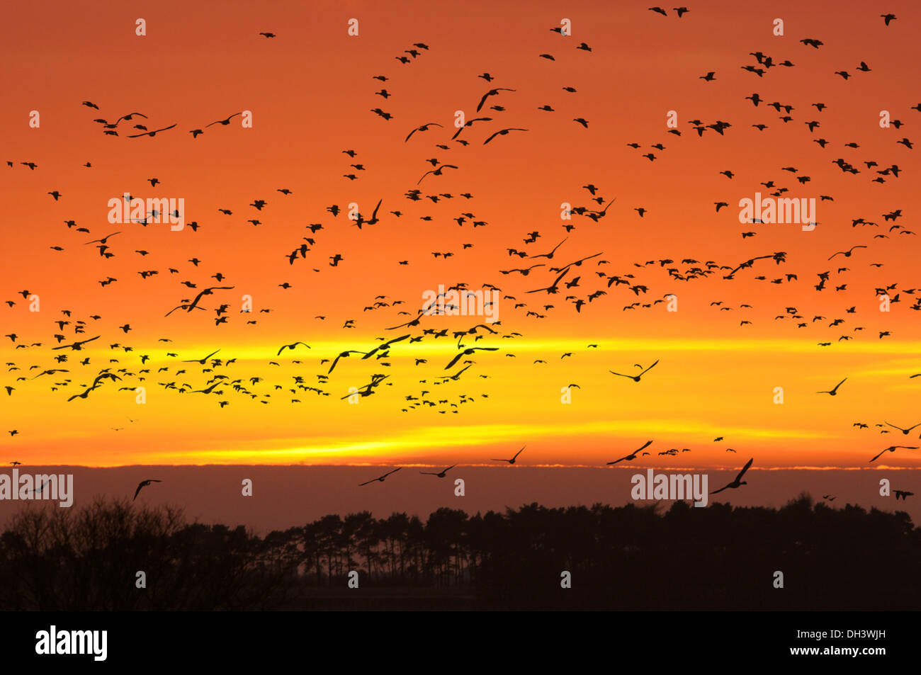 Colorful goose hi-res stock photography and images - Alamy