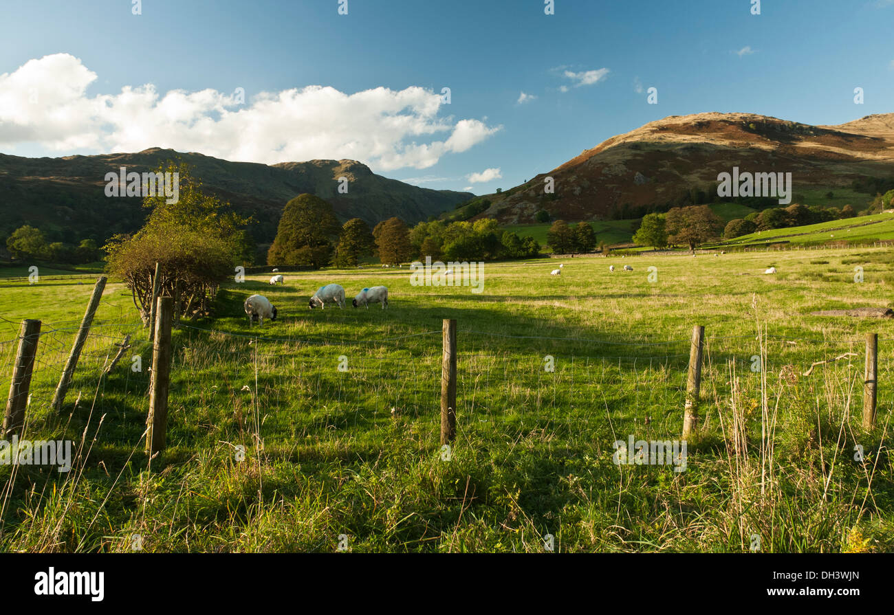 Cumbrian countryside farmland in evening sunlight Stock Photo - Alamy