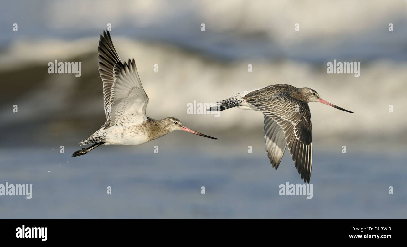 Bar-tailed Godwit Limosa lapponica Stock Photo - Alamy