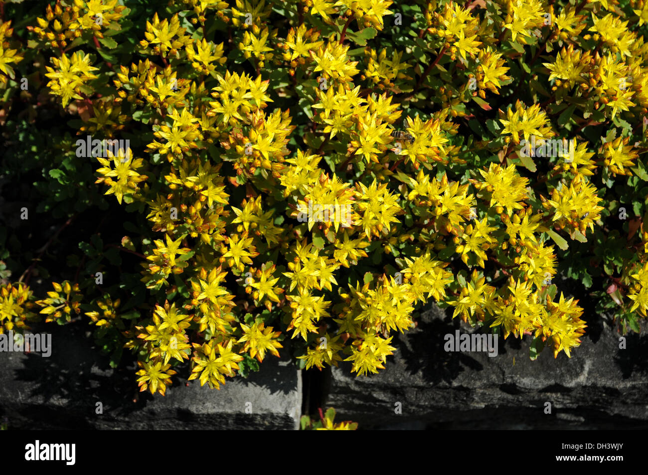Gold stonecrop hi-res stock photography and images - Alamy