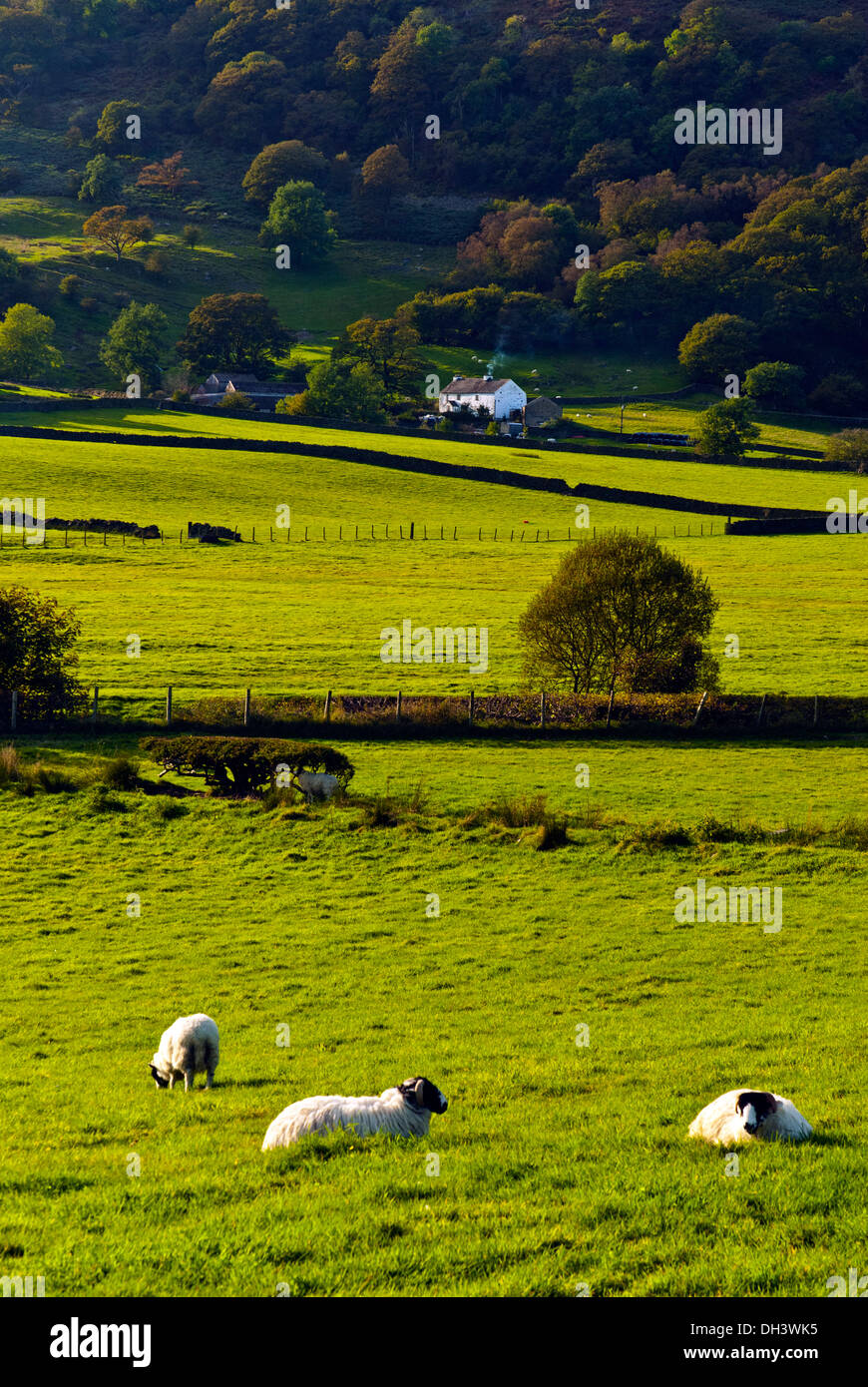 A sheep farm in cumbria set in a a wide valley with farm building ...