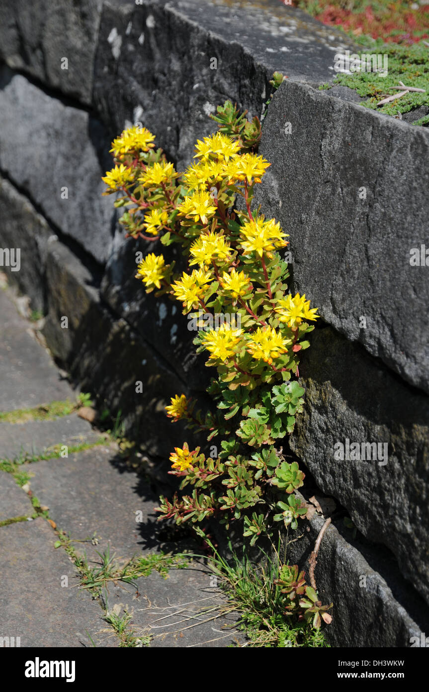 Stonecrop weihenstephaner gold hi-res stock photography and images - Alamy