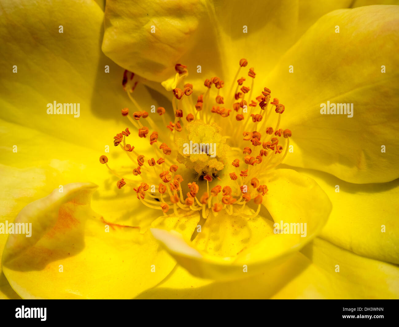 The inside of a yellow rose with Anther and Stigma visible Stock Photo ...