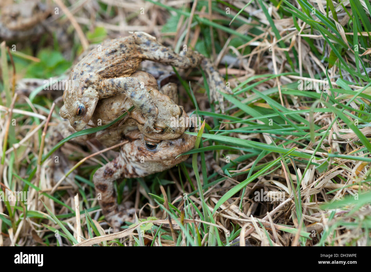 Ball of toads hi-res stock photography and images - Alamy