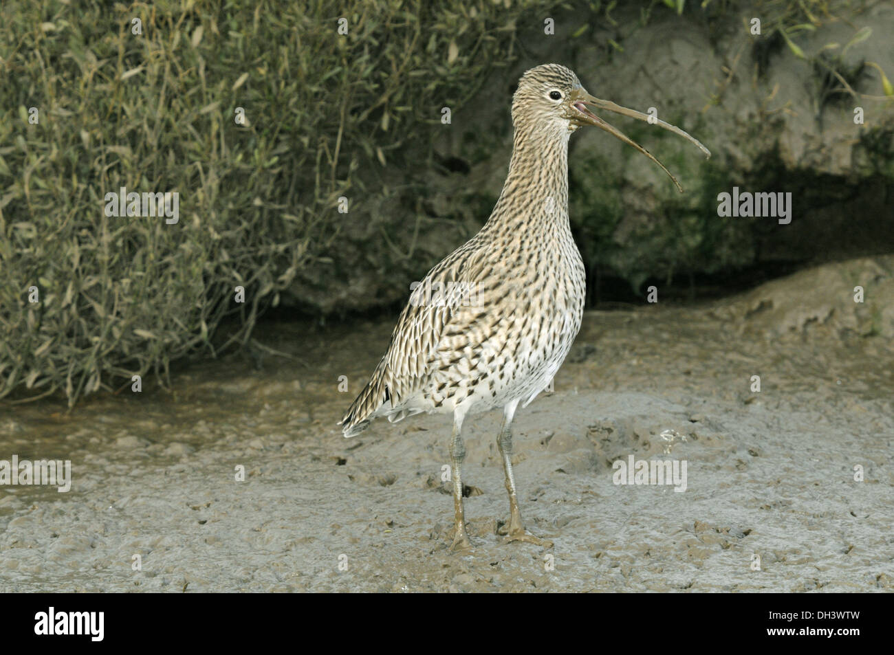 Curlew Numenius arquata Stock Photo - Alamy
