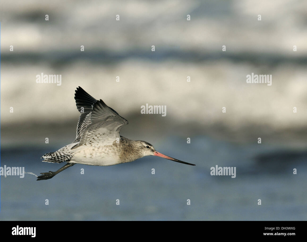 Bar Tailed Godwit In Flight Stock Photos & Bar Tailed Godwit In Flight ...