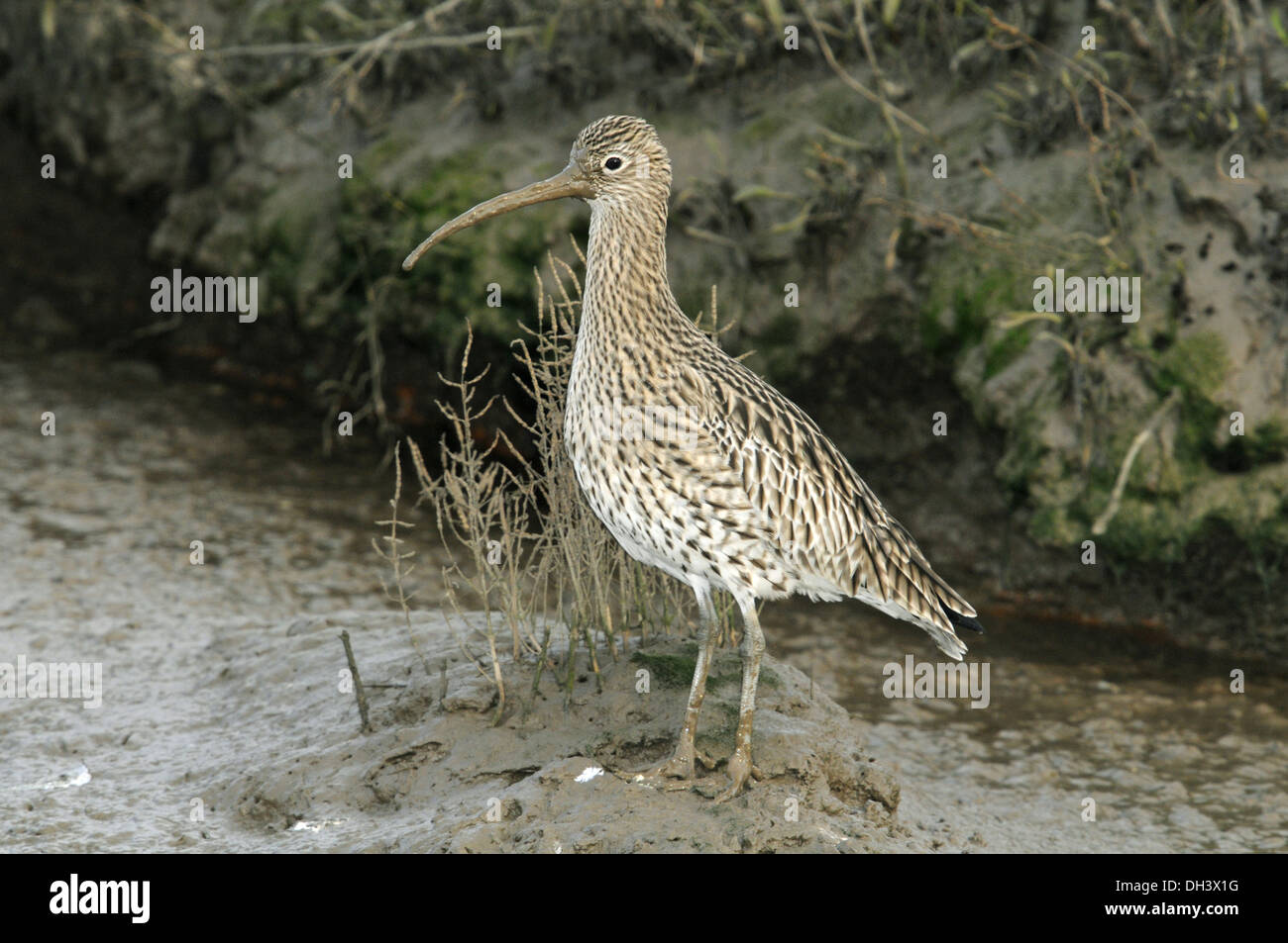 Curlew close hi-res stock photography and images - Alamy